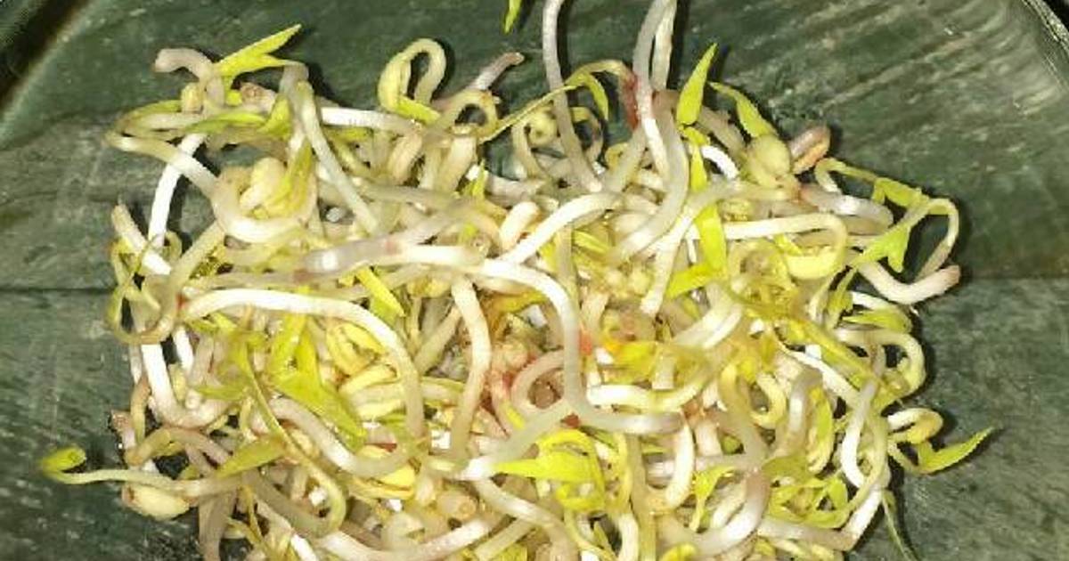 Brotes de soja frescos - 12 recetas caseras - Cookpad