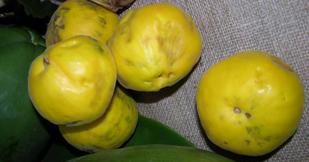 Araza - 7 recetas caseras - Cookpad