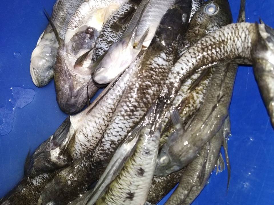 Sambal Ikan & Udang Bawang Jembak /Lokio » Budaya Indonesia