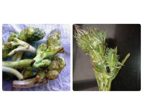 طريقة عمل عكوب اكله نابلسيه بامتياز بالصور من Ronaid - كوكباد