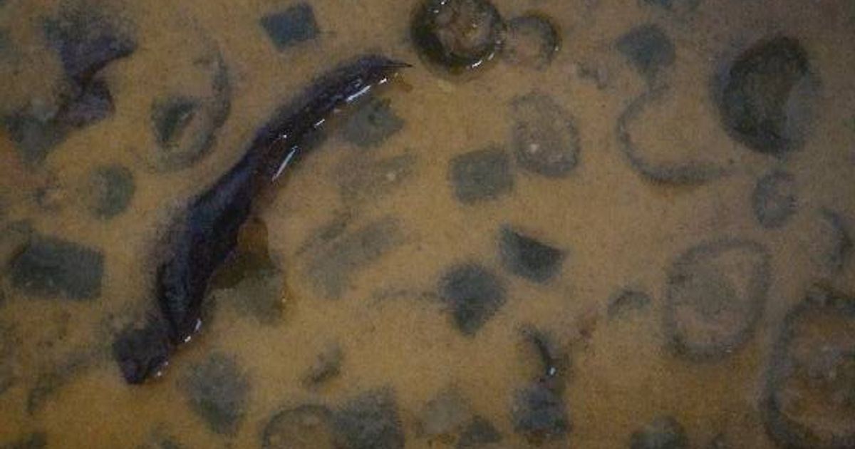 Resep Sayur Cabe Ijo oleh Widya Pertiwi - Cookpad