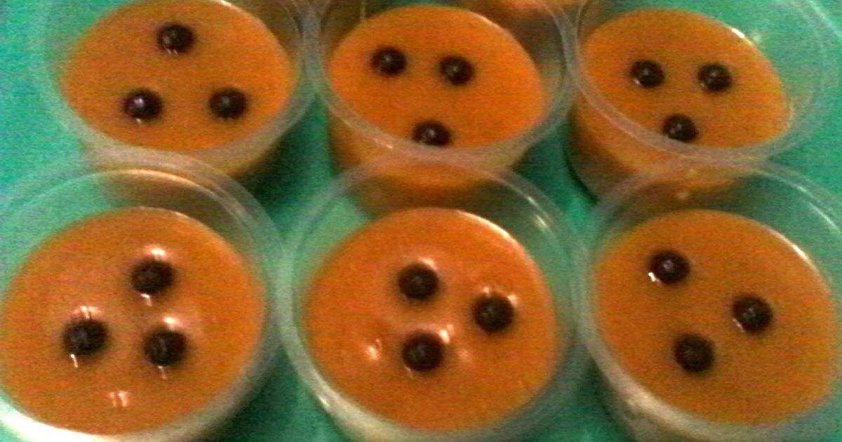 Resep Puding Srikaya Topping Choco Chips oleh yusinta suroso - Cookpad