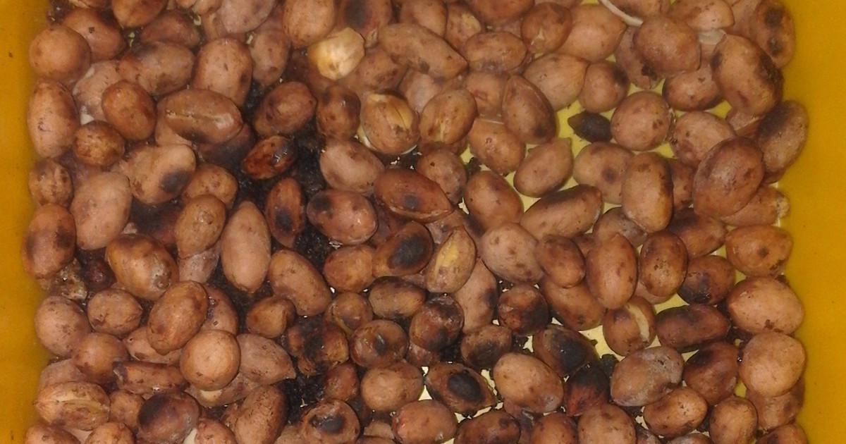 Resep Kacang Be Habu (Kacang Jaruk Kw Super) Ala Dapur Galuh oleh Ala ...