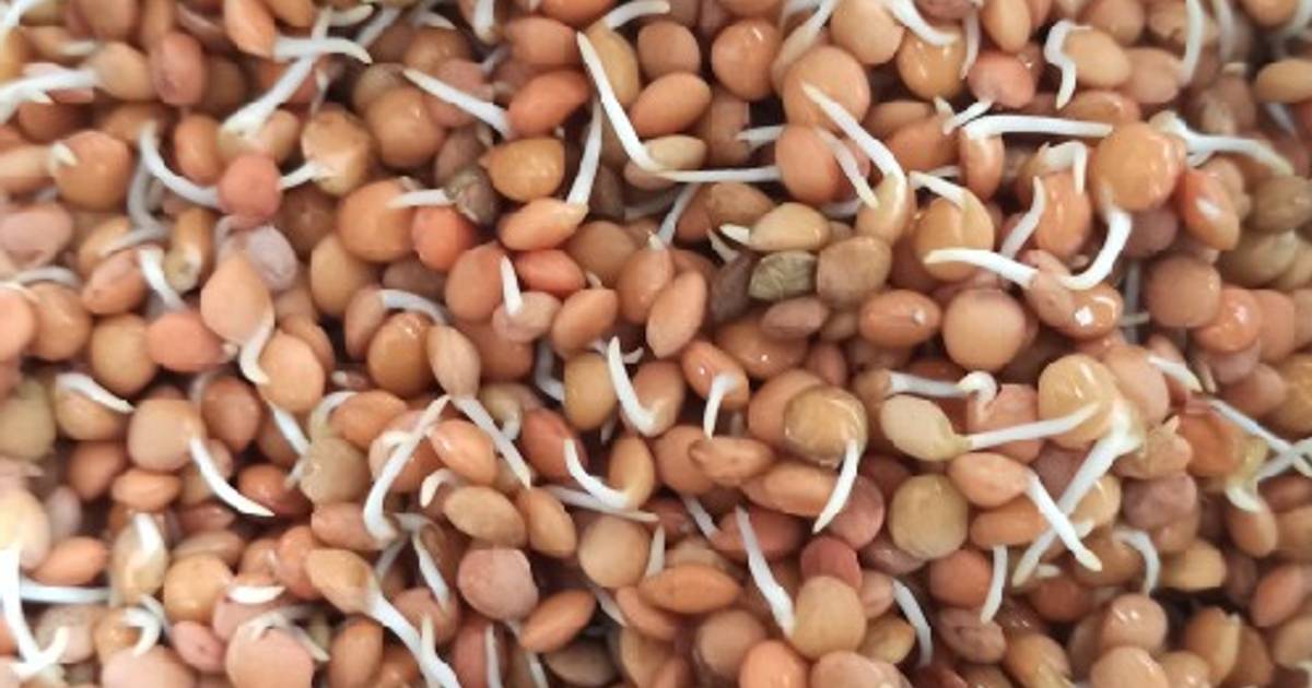 طرز تهیه جوانه عدس ساده و خوشمزه توسط مامانِ سوری کوکپد