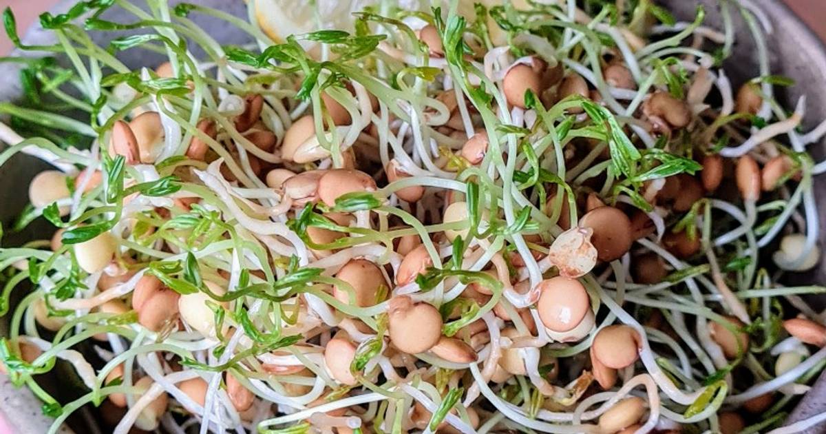 Lentejas germinadas - 53 recetas caseras- Cookpad