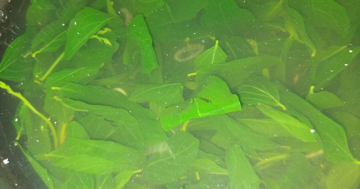 Resep Sayur Daun Katu Simpel Dan Mudah oleh Enno Pradana - Cookpad