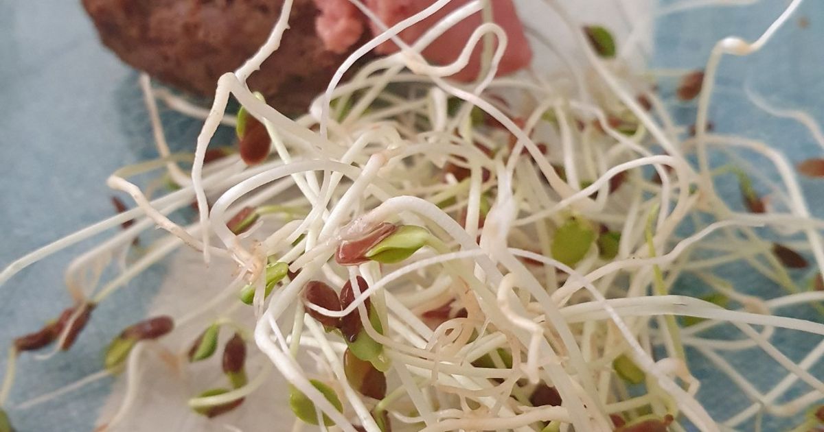 🌱👩🏻‍🌾 Germinados En Casa De Chía Y Lino Receta de @saboresculturales 👩🏻‍🍳🧡👏