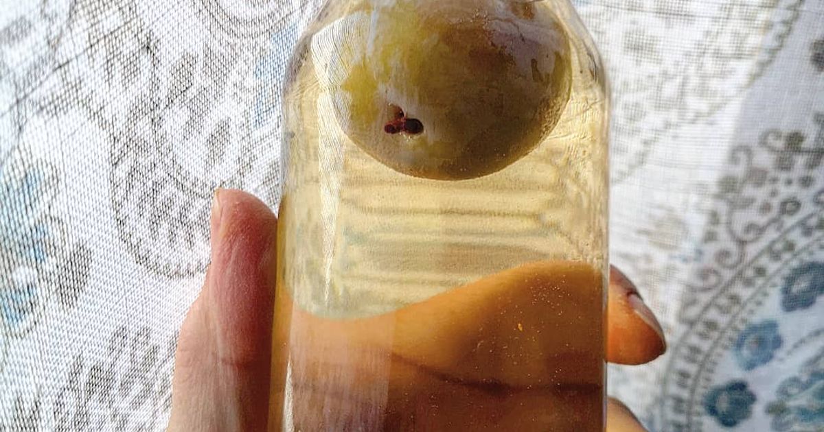 Homemade Umeshu Liquor Recipe by Vinnss Chuah - Cookpad