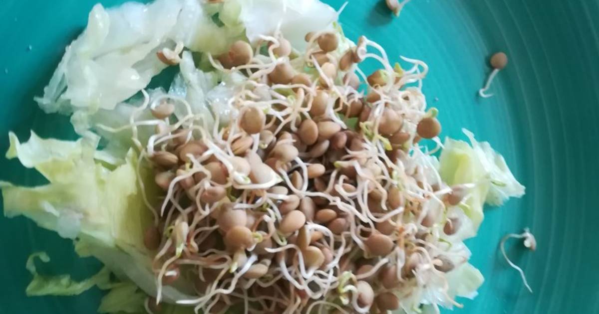 Lentejas germinadas - 37 recetas caseras- Cookpad