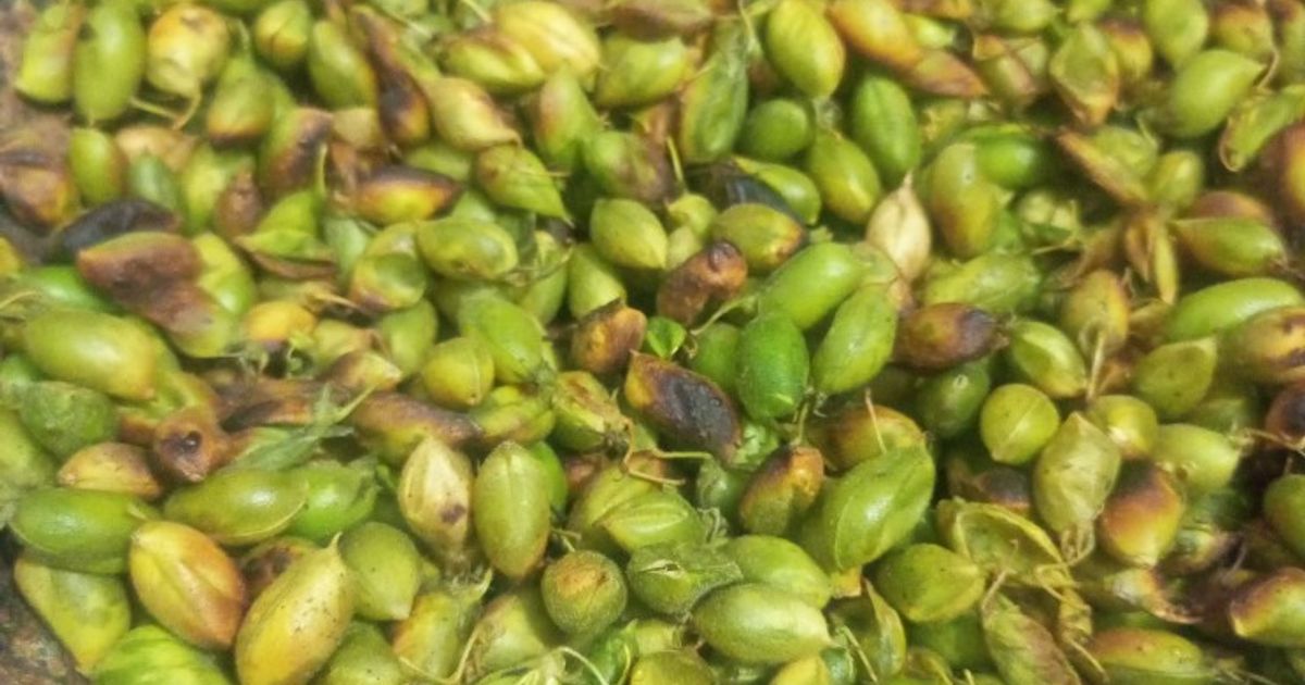 Roasted Holay Recipe by Sadaf Shoaib Vohra - Cookpad