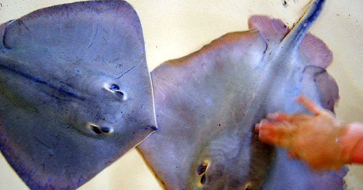 Stingray Home Recipes - Cookpad