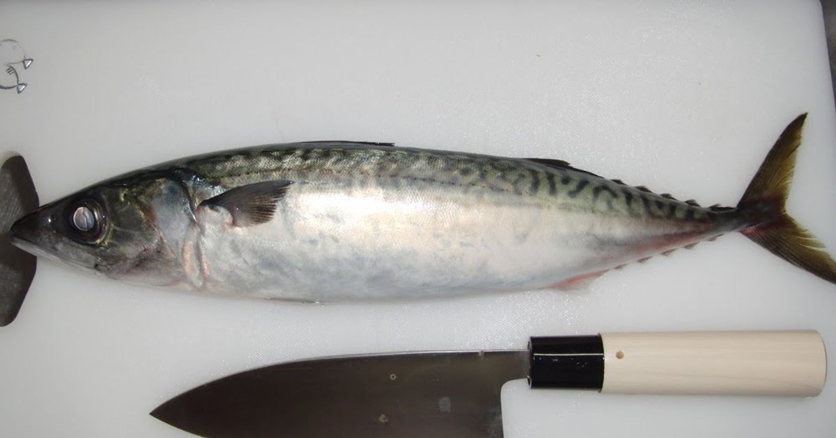 How To Fillet A Fish (3 Layer Filleting) For Mackerel Recipe By Cookpad ...