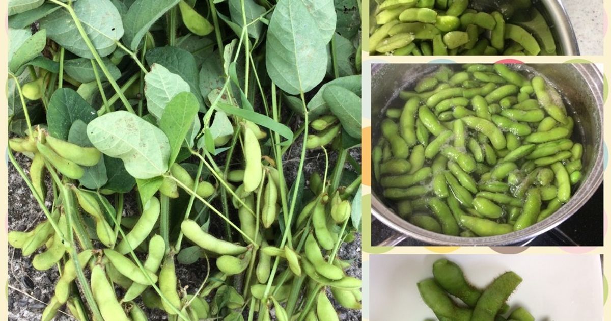 Boiled Edamame With Salt Recipe by aki3684