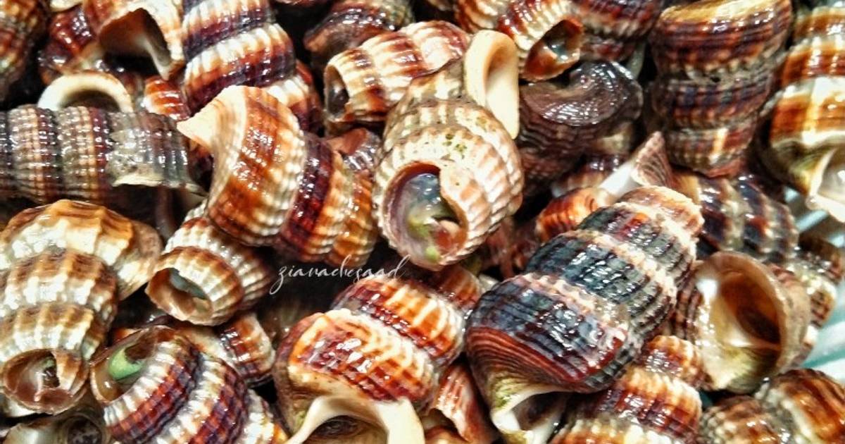 Resipi Tips memotong cengkerang siput sedut/belitung oleh Ziana Chesaad ...