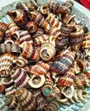 Hidangan siput sedut masak lemak & banyak lagi resepi menyelerakan