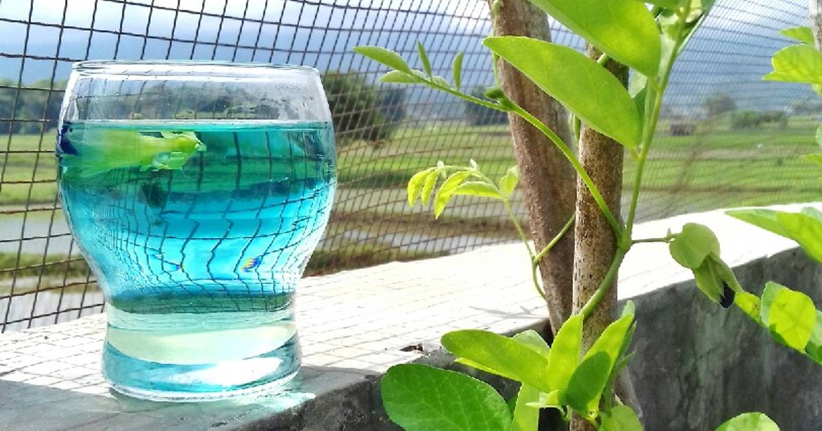 148 resep teh bunga telang enak dan sederhana ala rumahan - Cookpad