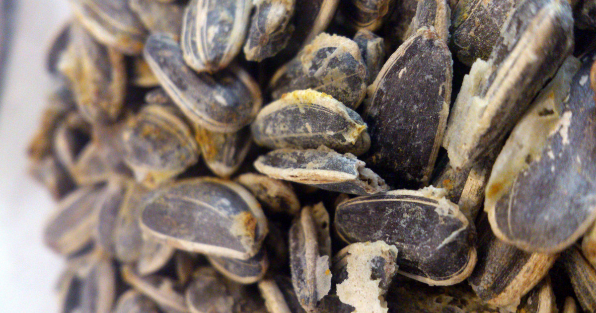 Roasted Sunflower Seeds Recipe by abik.kanzieper - Cookpad