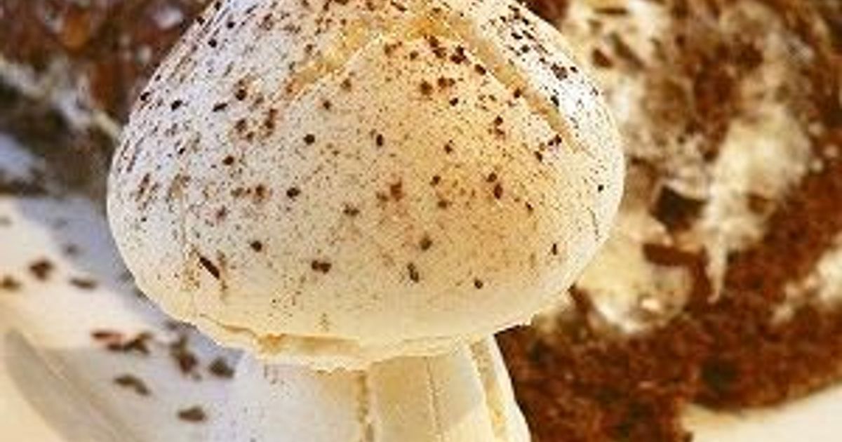 Meringue Mushroom For Buche De Noel (Yule Log) Recipe By Cookpad.Japan