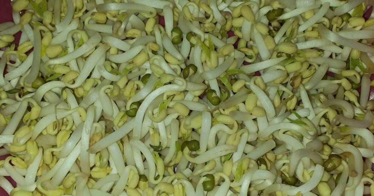 Resep Tips Menyimpan Toge Agar Tahan Lama Tidak Busuk oleh Hanna Achmad ...