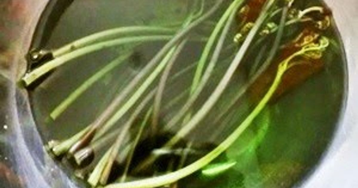 How To Get Rid Of The Astringency Of Warabi (Bracken Fern) With Baking ...