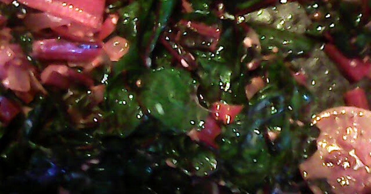 Sauteed Swiss Chard With Parmesan Cheese Recipe By Kristopher Croteau