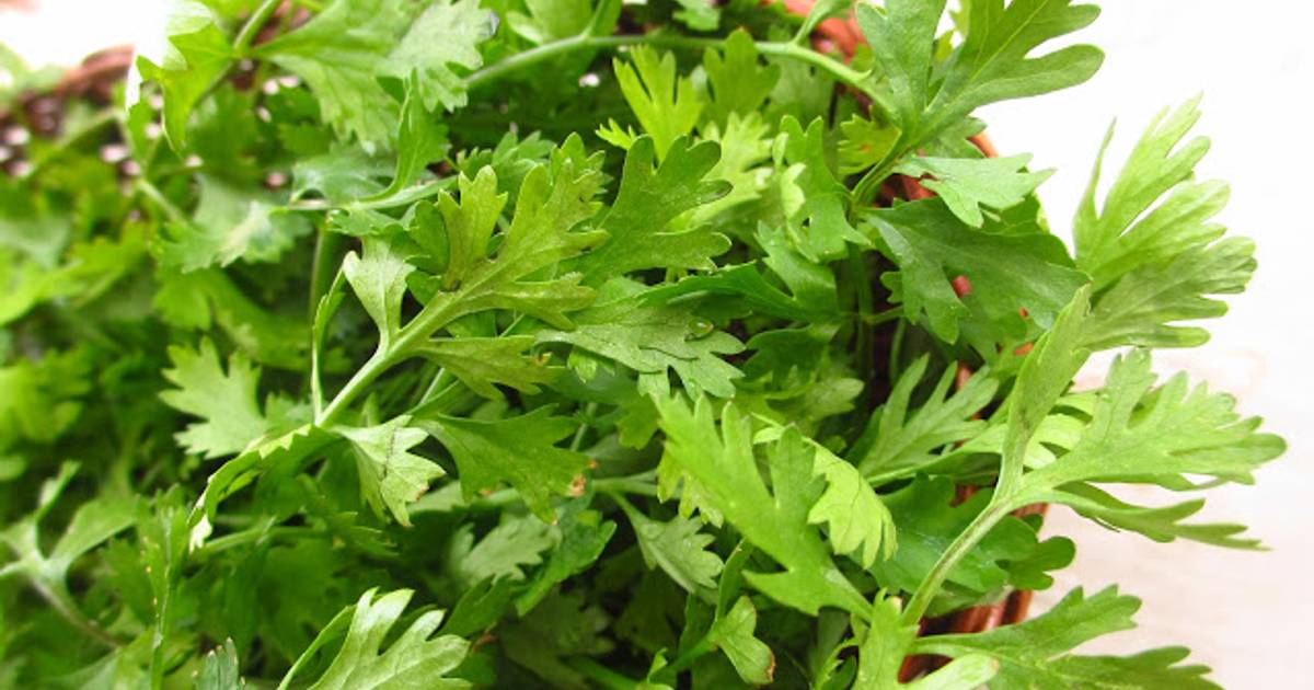 Kothimbir Wadi - A popular Maharashtrian snack Recipe by Gauri Shirke ...