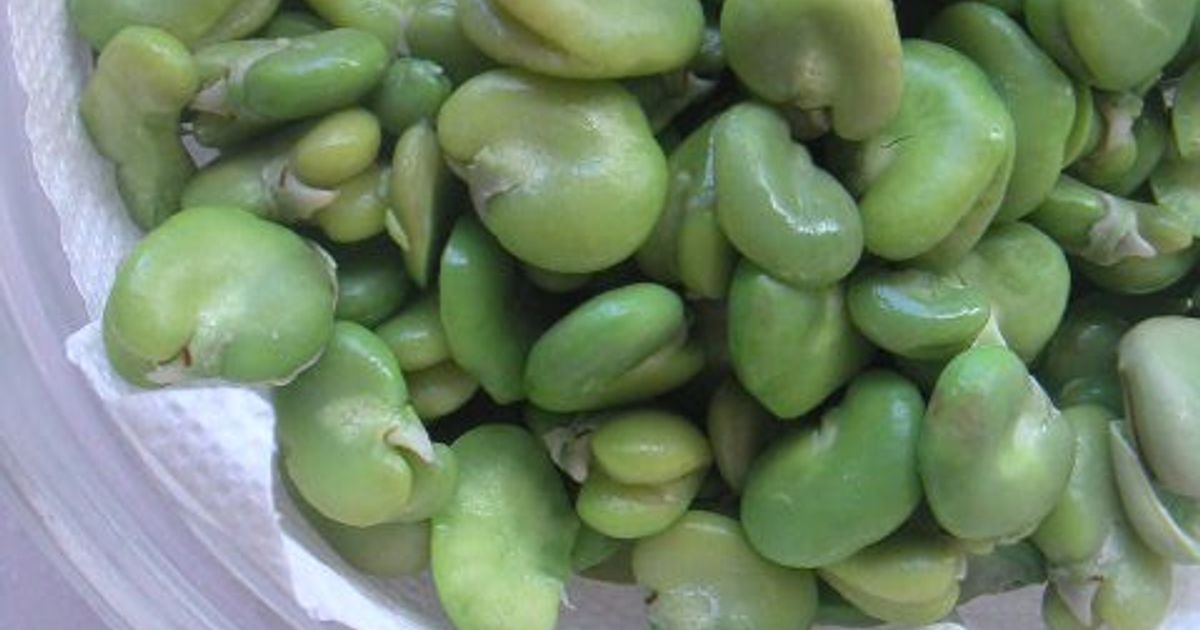 How To Boil Fava Beans Or Broad Beans Recipe by cookpad.japan