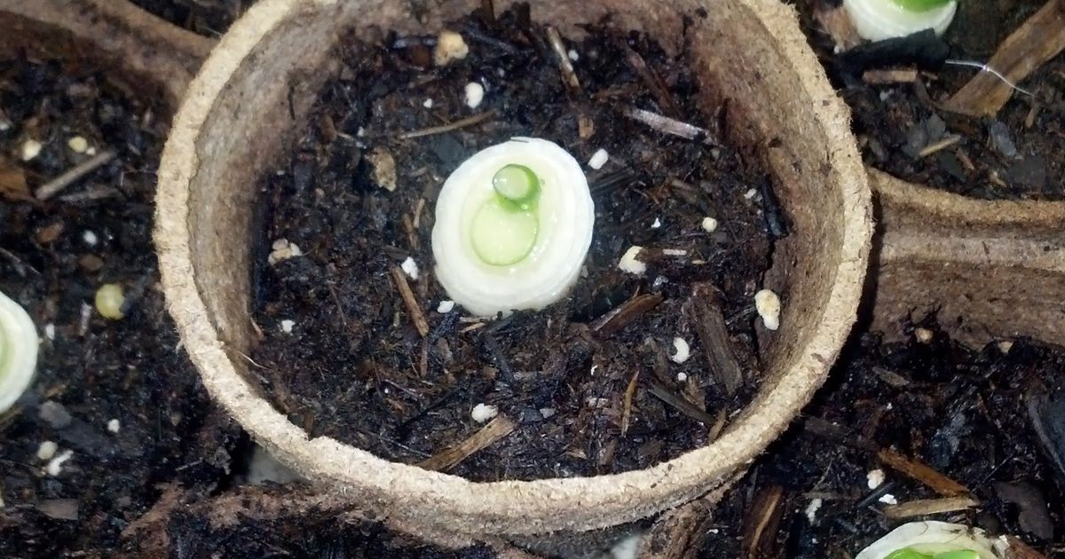 Regrow Store Bought Chives Recipe By Goatman Farms/What's The Dilly, Yo?