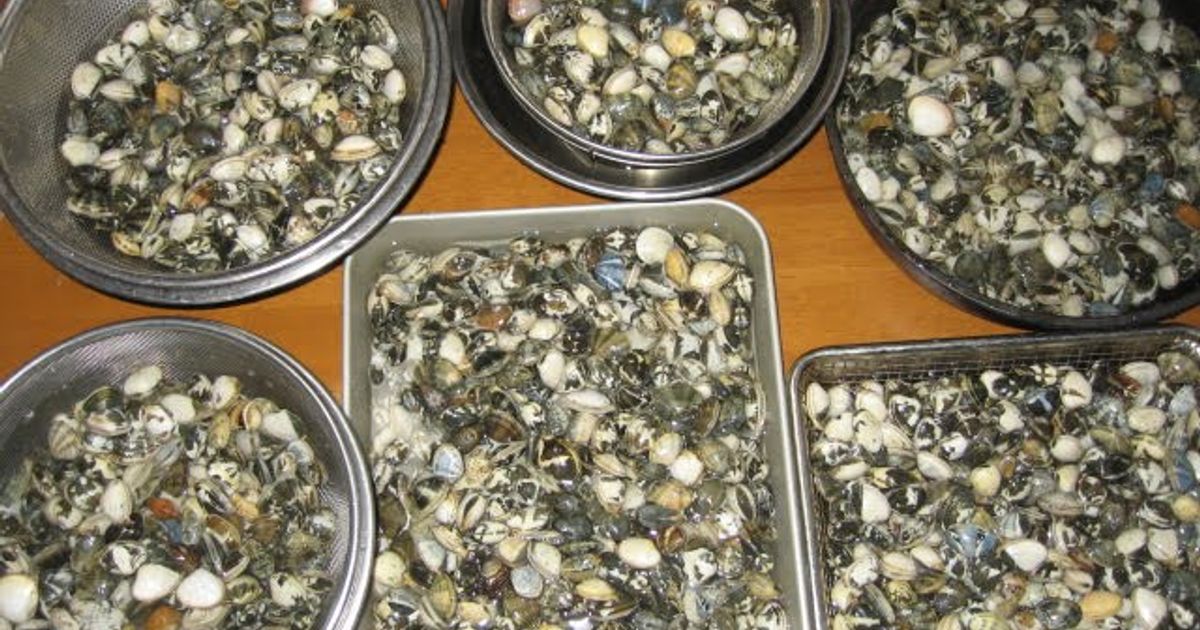 How To De Sand And De Salt Manila Clams Recipe By Cookpad.Japan