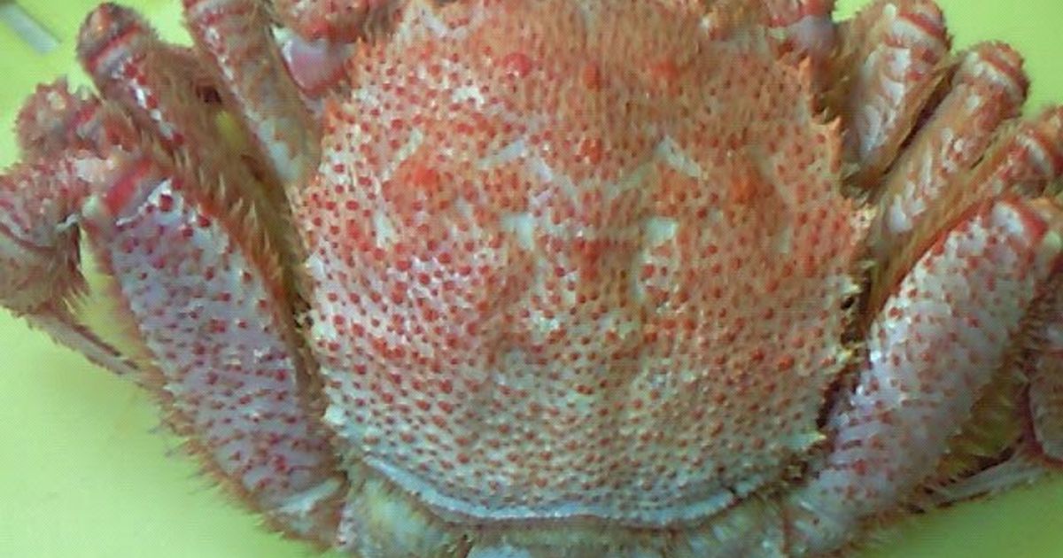 How To Shell A Hair Crab Recipe By Cookpad.Japan