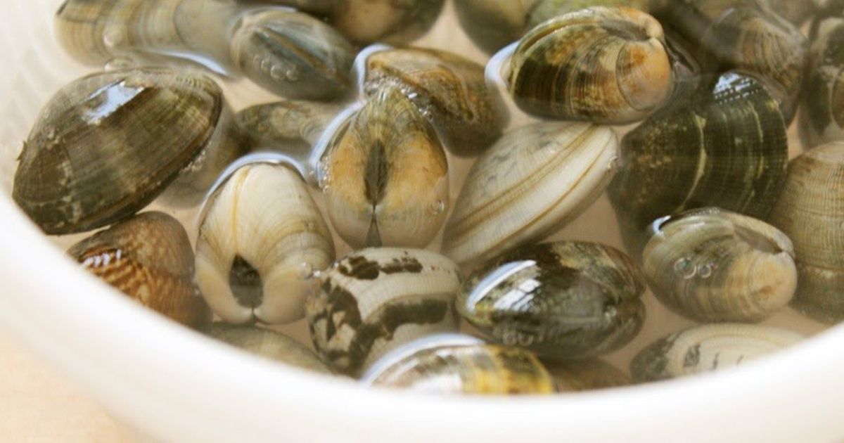 Easy! How To De Sand Manila Clams Or Surf Clams Recipe By Cookpad.Japan