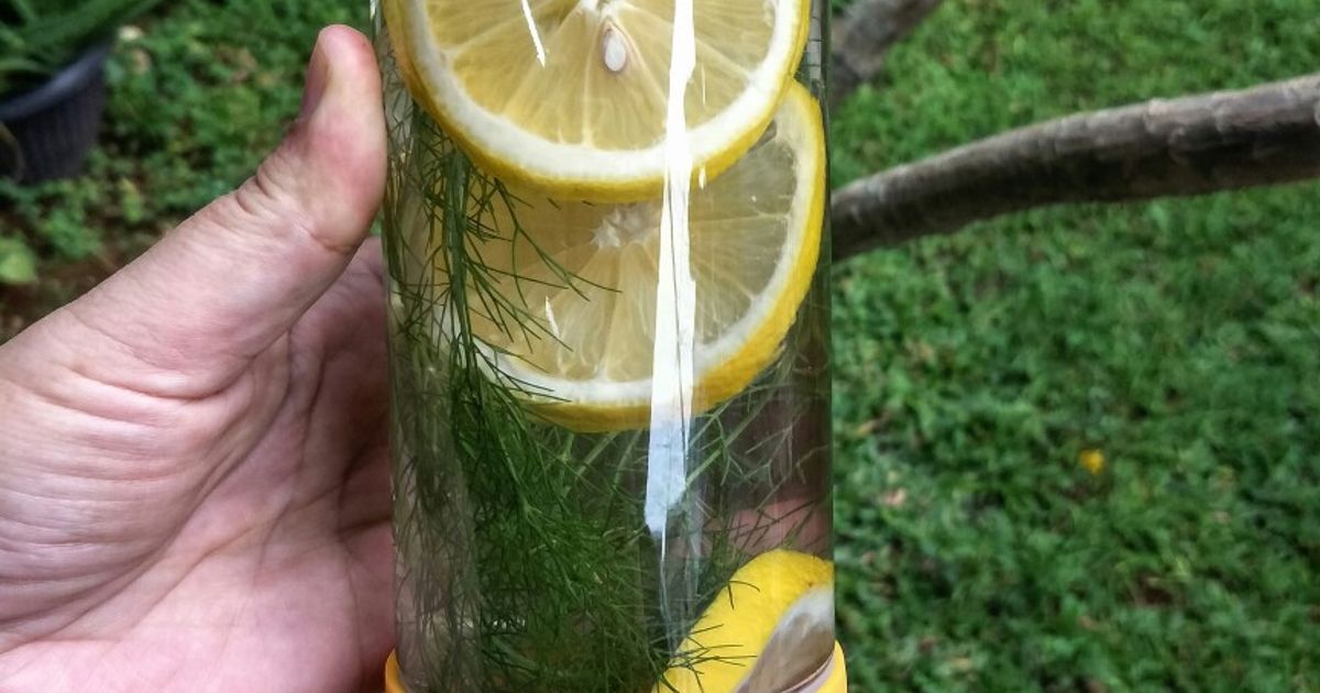 Resep Minuman Infus Water Lemon Daun Adas oleh anty yuwoko💞 - Cookpad