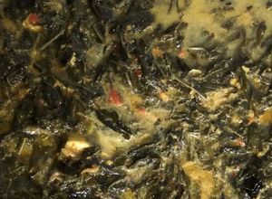 Resep sayur daun singkong simple rumahan enak dan mudah - Cookpad