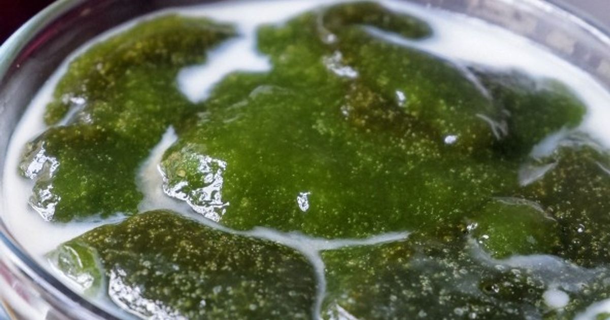 Resep Cincau Hijau Perdu oleh Ummu Nahkwa Kitchen - Cookpad