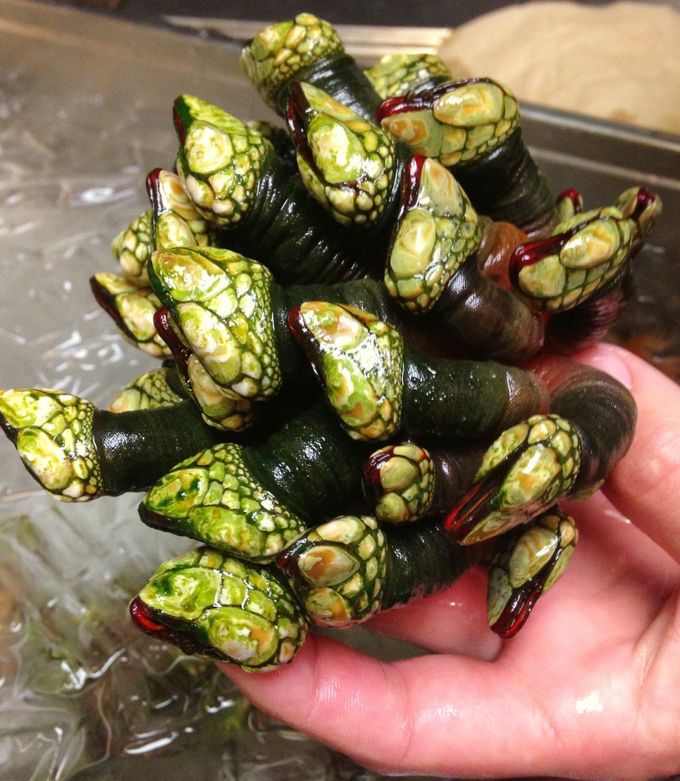 Percebes Recipe