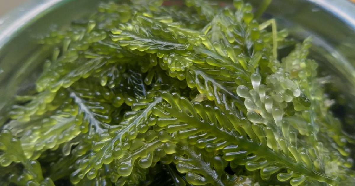 Resep 30. Lawi lawi [anggur laut] oleh Dapur Ima - Cookpad