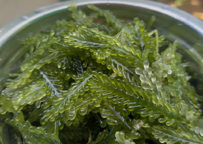 Resep 30. Lawi lawi [anggur laut] oleh Dapur Ima - Cookpad