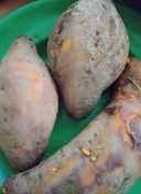 8.681 resep ubi jalar rebus enak dan sederhana ala rumahan - Cookpad