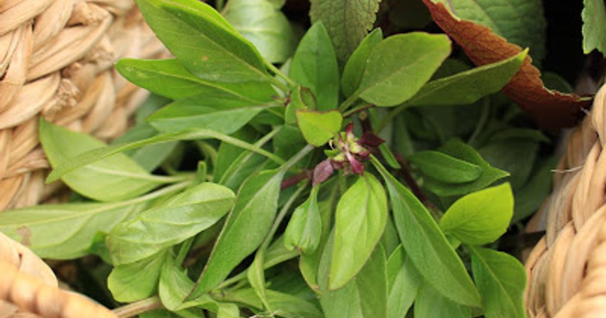 (Mostly Thai) Basil Simple Syrup Recipe By X