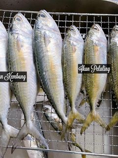 Resipi Perbezaan Antara Ikan Kembung, Mabung Dan Pelaling oleh Aznie ...