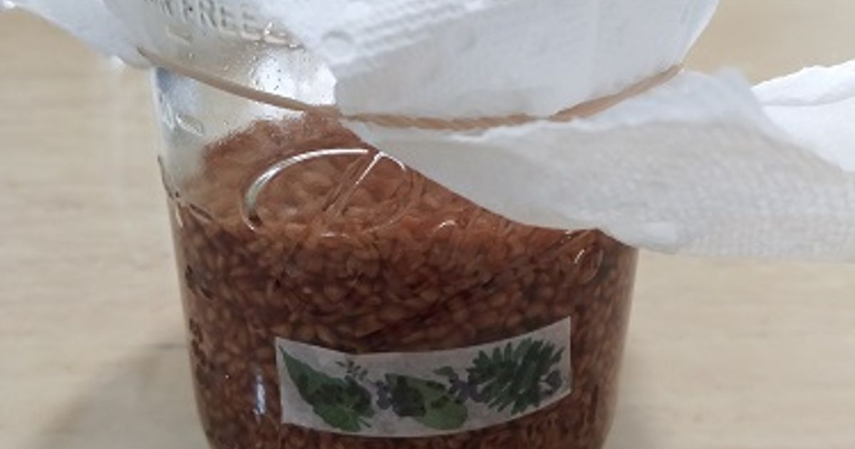 Shoyu Koji (Soy Sauce Rice Malt) Recipe By June