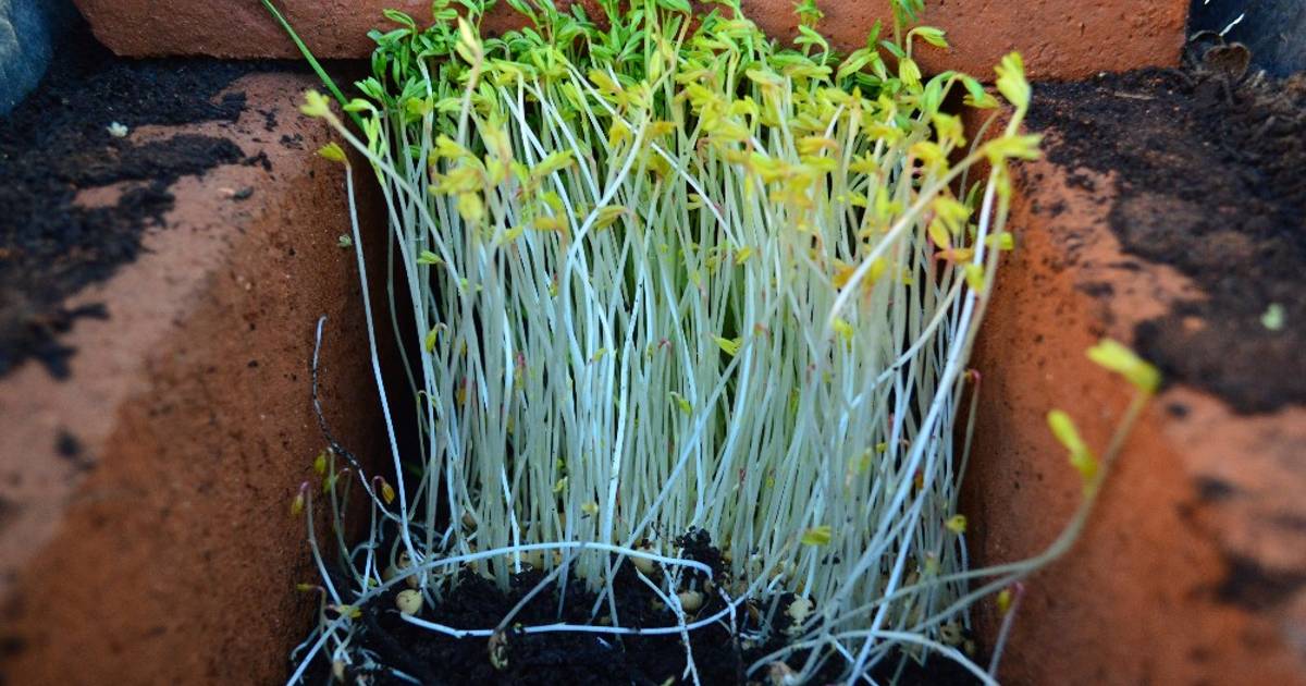 Lentejas germinadas - 39 recetas caseras- Cookpad