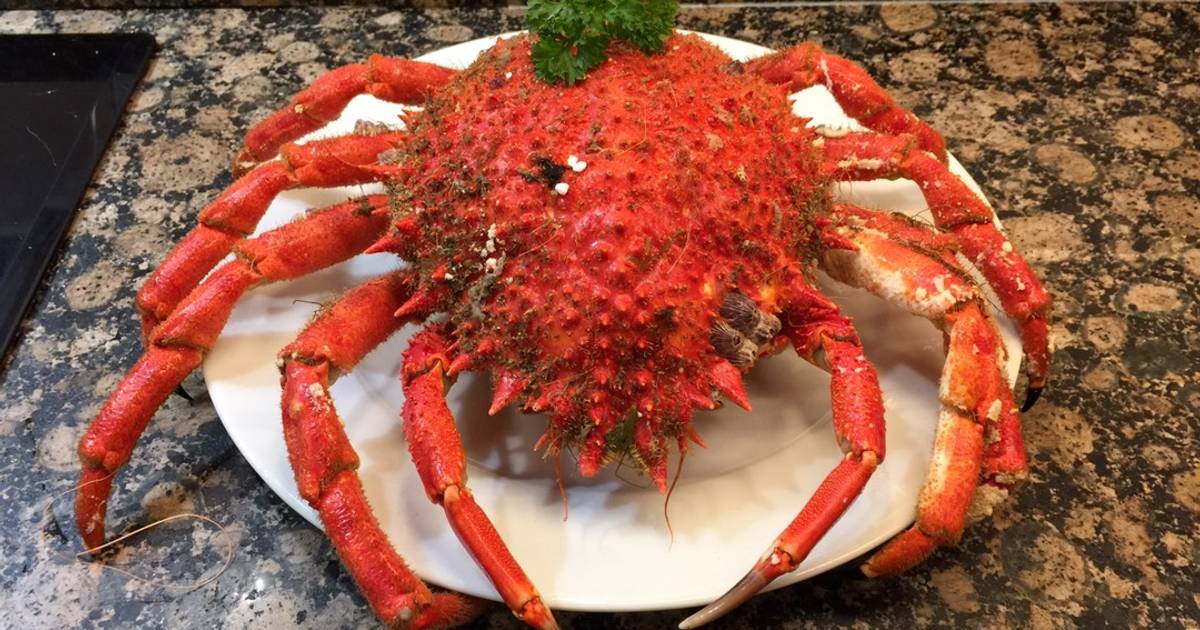 Como abrir un centollo Receta de javilowin@gmail.com- Cookpad