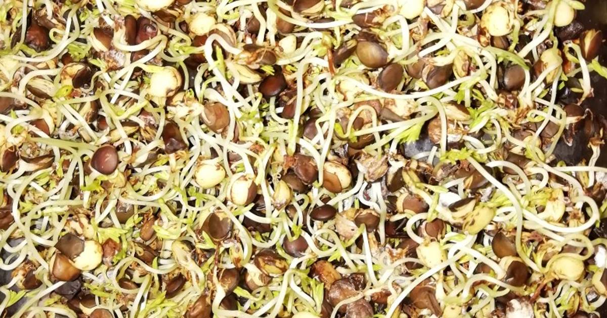 Lentejas germinadas - 46 recetas caseras- Cookpad