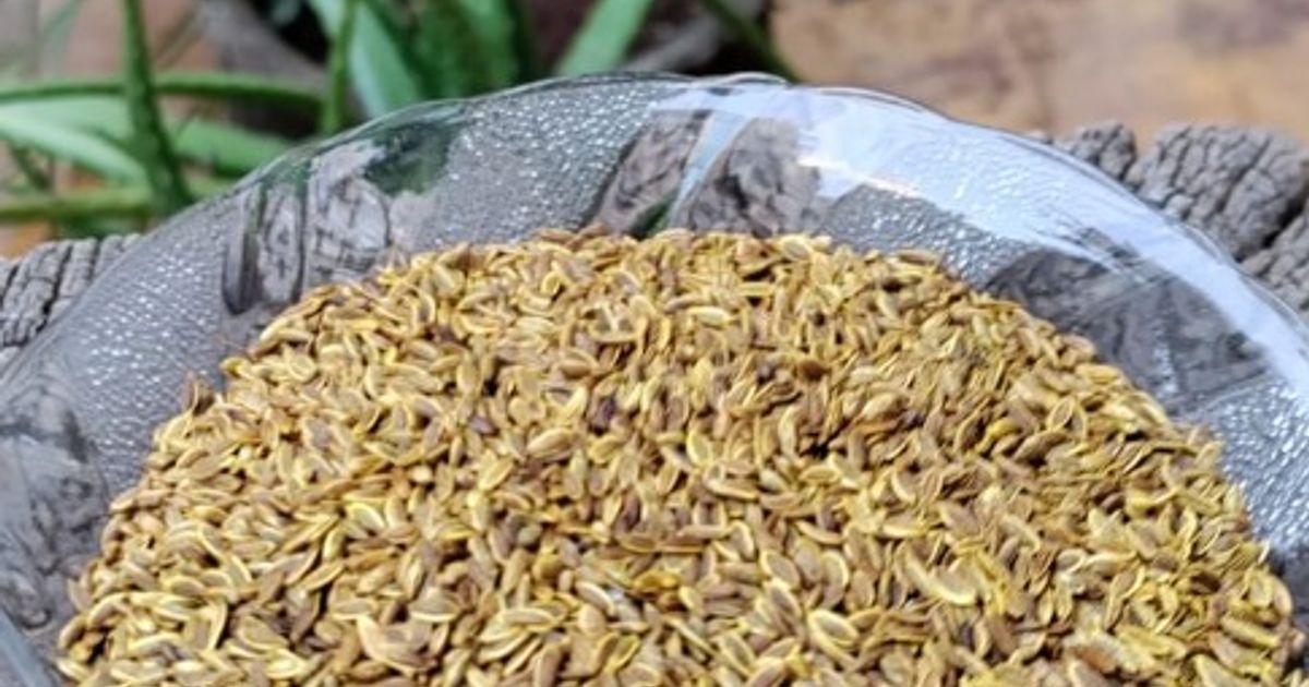 Beena Radia દ્વારા રેસીપી સુવાદાણા નો મુખવાસ (Suvadana Mukhwas Recipe ...