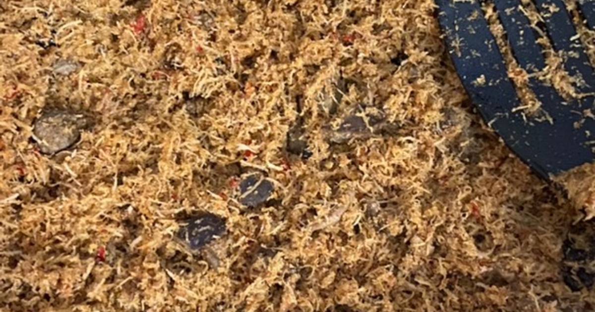 31 resep srundeng rempelo enak dan mudah - Cookpad