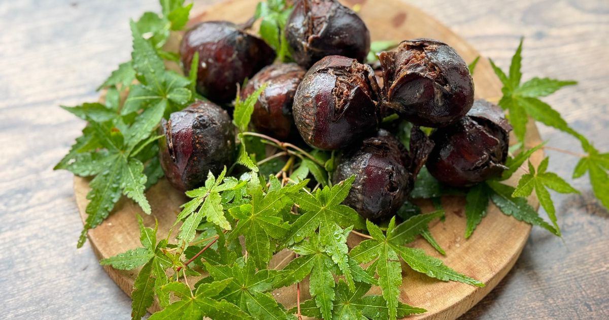 Boiled Sweet Chestnuts Recipe by Aunty Eiko's international cuisine ...