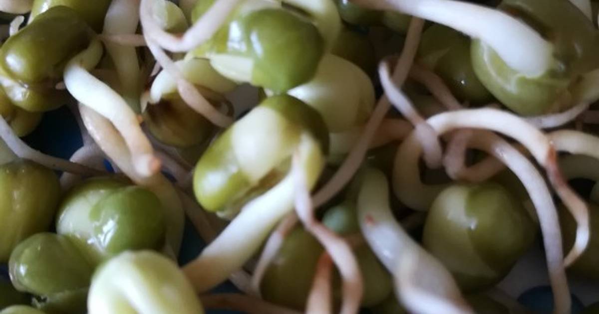 Germinado de soya - 635 recetas caseras- Cookpad