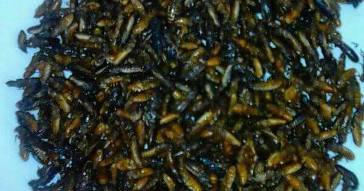 Roasted Termites Recipe by Kevin Miguta - Cookpad