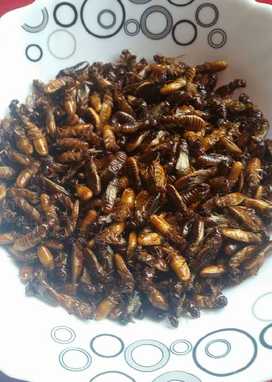 Termites recipes - 13 recipes - Cookpad